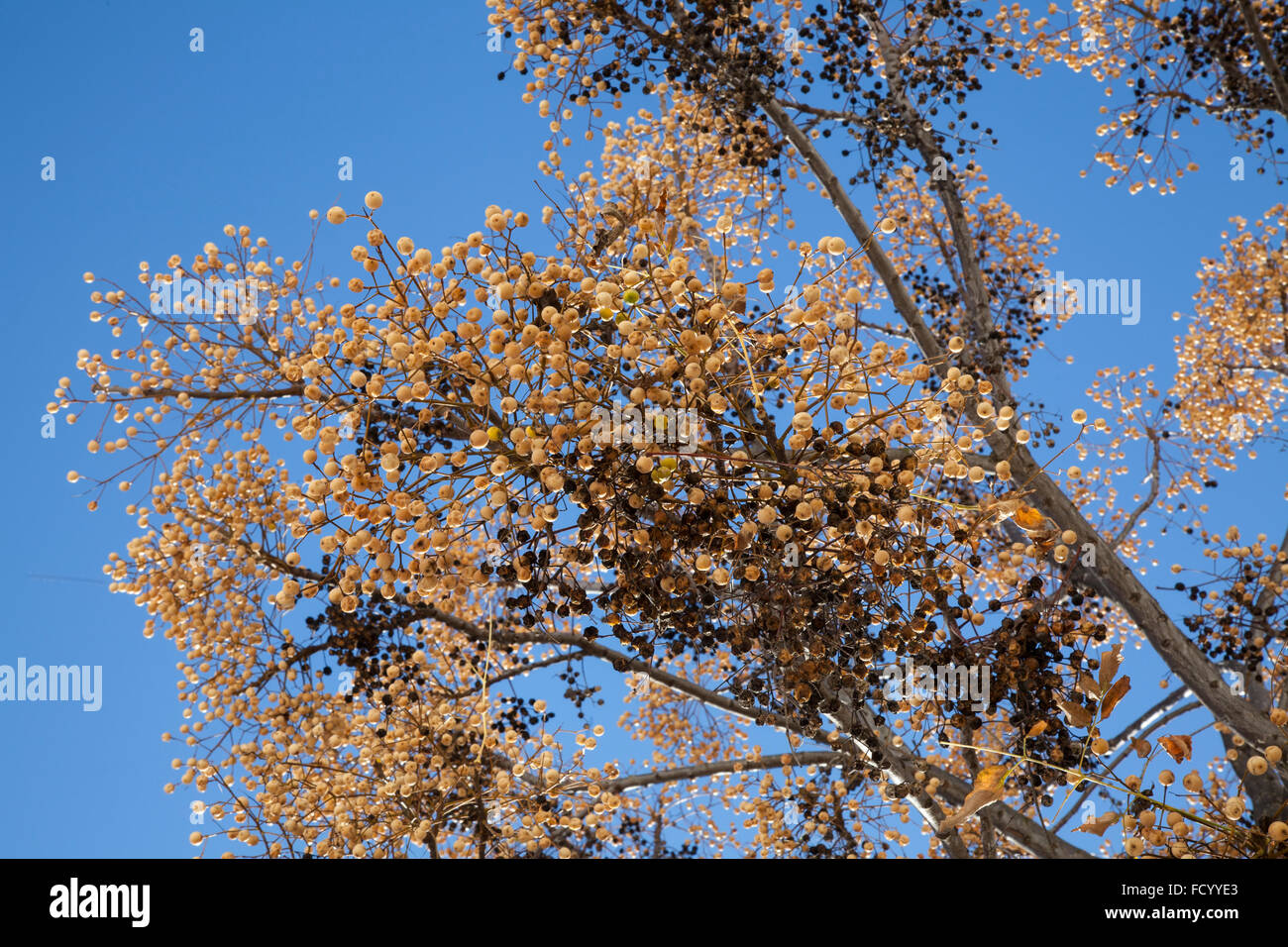 Ornamentaler baum -Fotos und -Bildmaterial in hoher Auflösung – Alamy