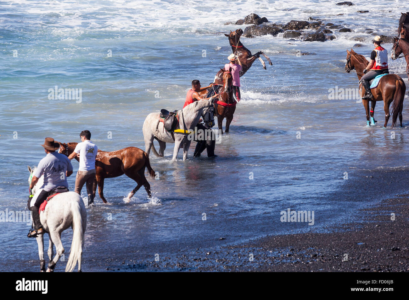 Die jährliche rituelle Baden der Pferde im Meer am Playa La Enramada, La Caleta, im Rahmen der ...