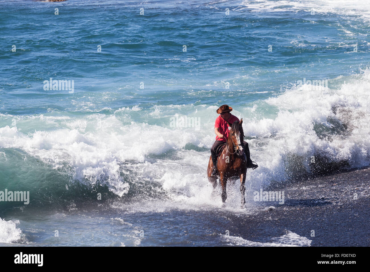 Die jährliche rituelle Baden der Pferde im Meer am Playa La Enramada, La Caleta, im Rahmen der ...