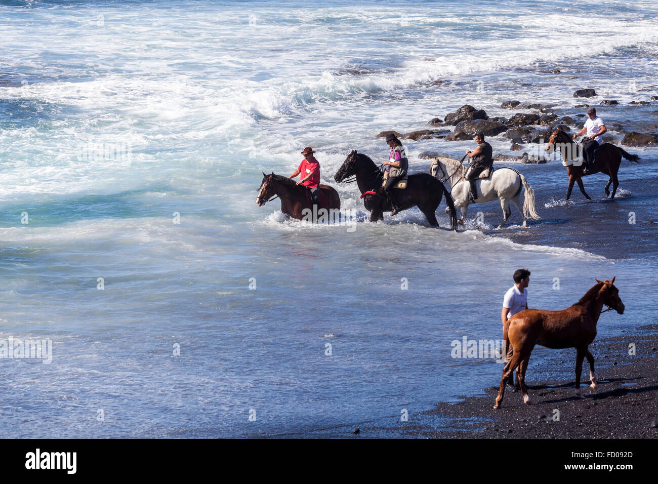 Die jährliche rituelle Baden der Pferde im Meer am Playa La Enramada, La Caleta, im Rahmen der ...