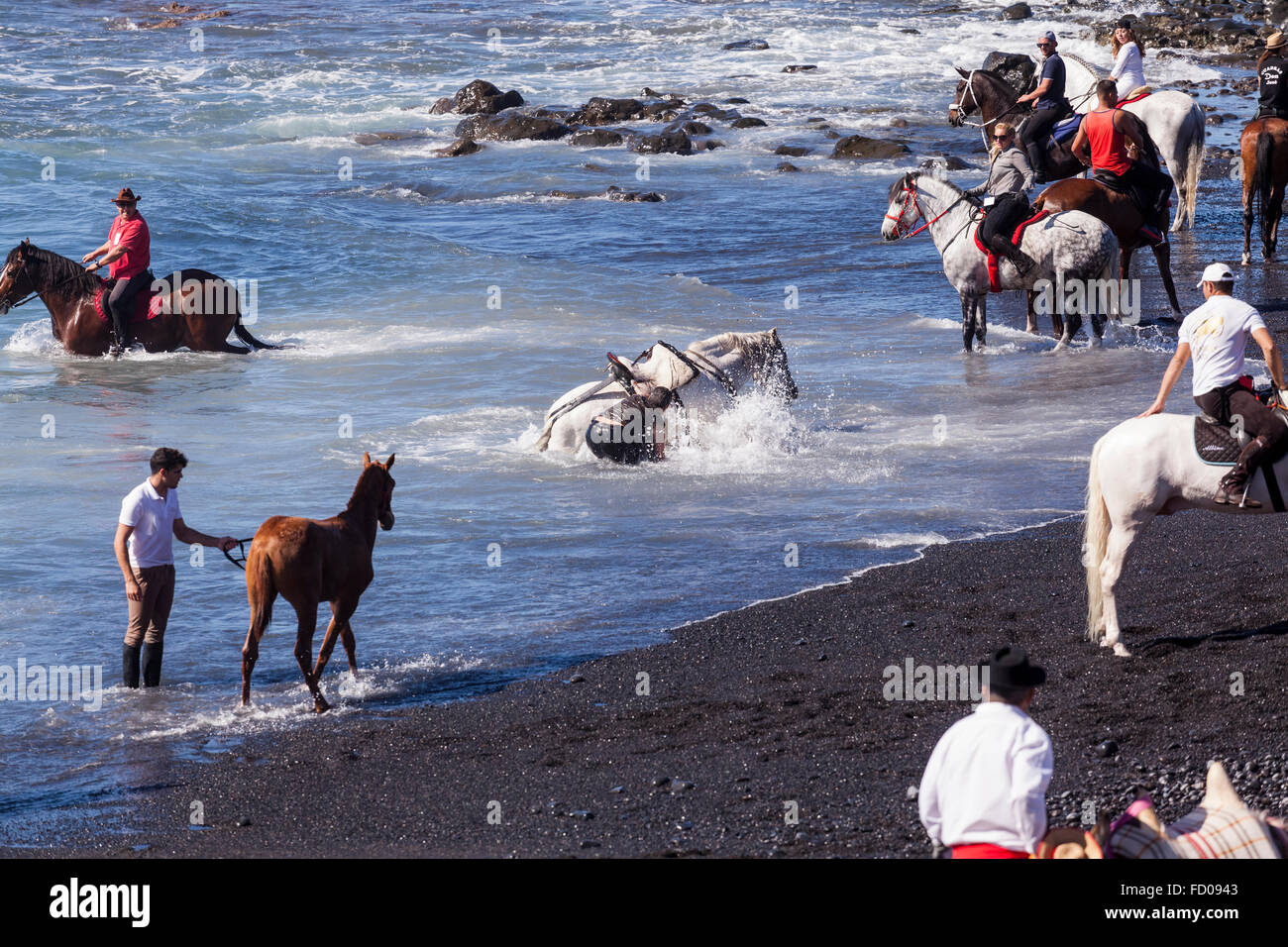 Die jährliche rituelle Baden der Pferde im Meer am Playa La Enramada, La Caleta, im Rahmen der ...