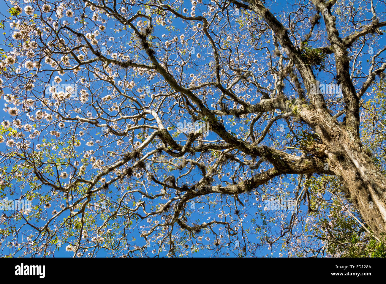 Tabebuia Rosea blühenden Baum in San Jose, Costa Rica Stockfotografie ...