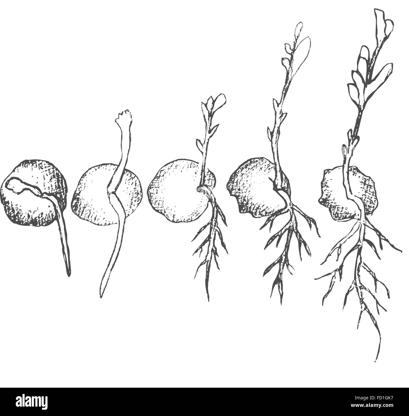Samen keimung Schwarzweiß-Stockfotos und -bilder - Alamy