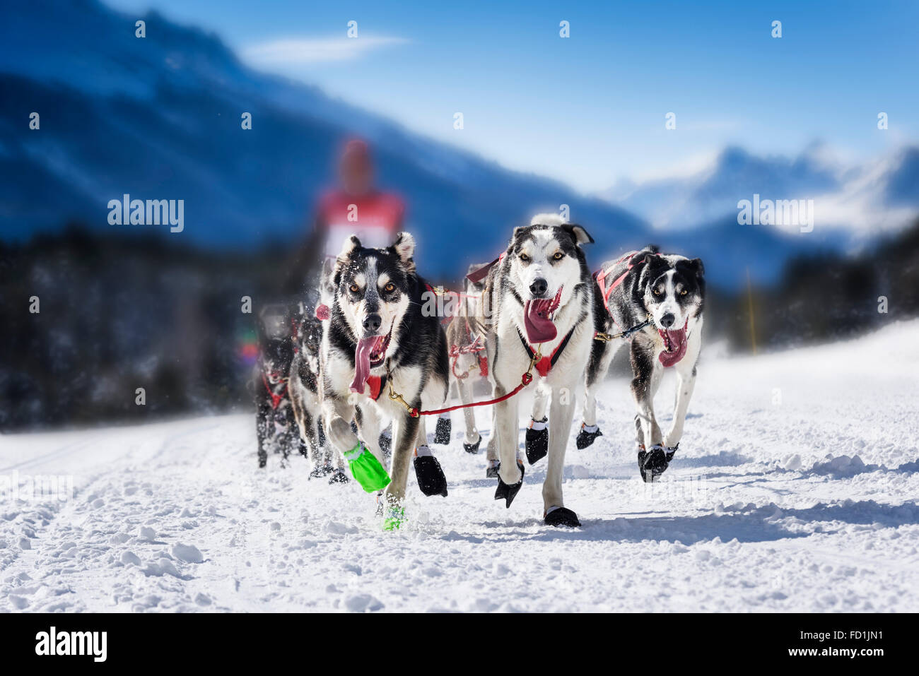 Hund in bewegung rennt -Fotos und -Bildmaterial in hoher Auflösung – Alamy
