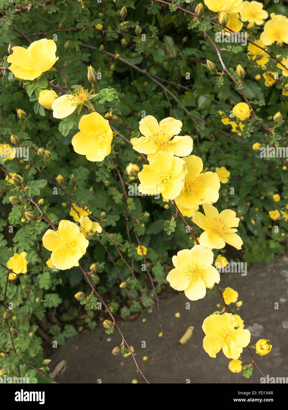 Ritter der rose -Fotos und -Bildmaterial in hoher Auflösung – Alamy