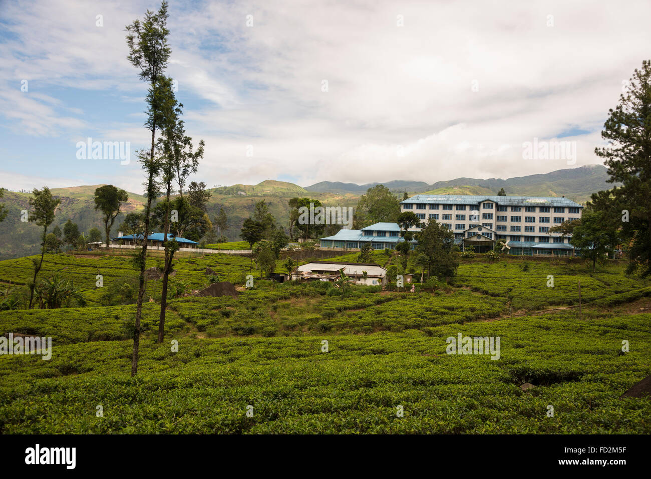 Tea gardens -Fotos und -Bildmaterial in hoher Auflösung – Alamy