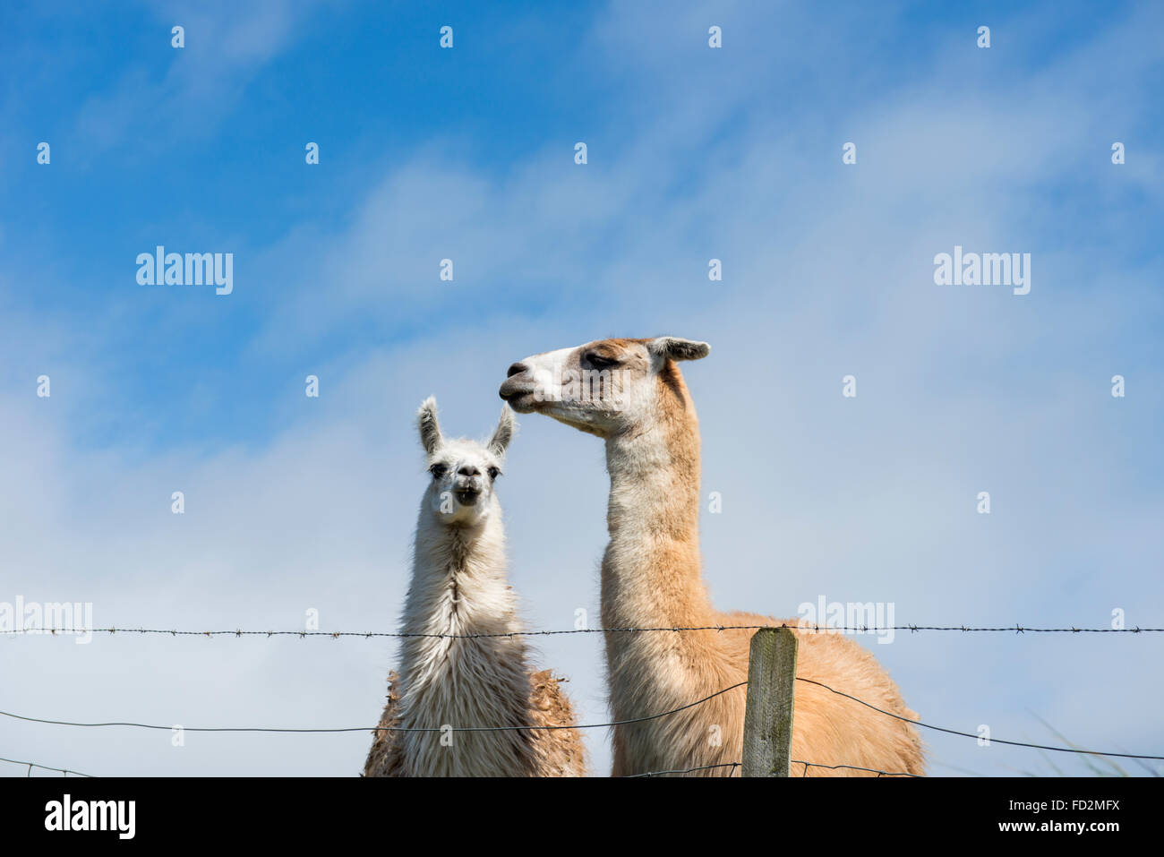 Lama Auf Einem Bauernhof Stockfotos und -bilder Kaufen - Alamy
