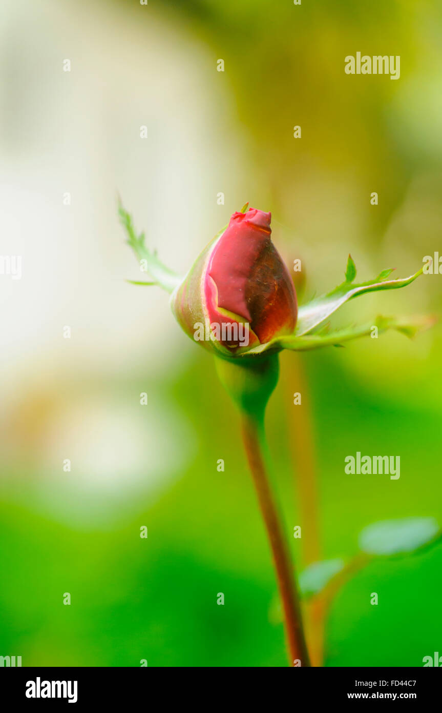 Perfekte Rote Blume Stockfotos und -bilder Kaufen - Alamy