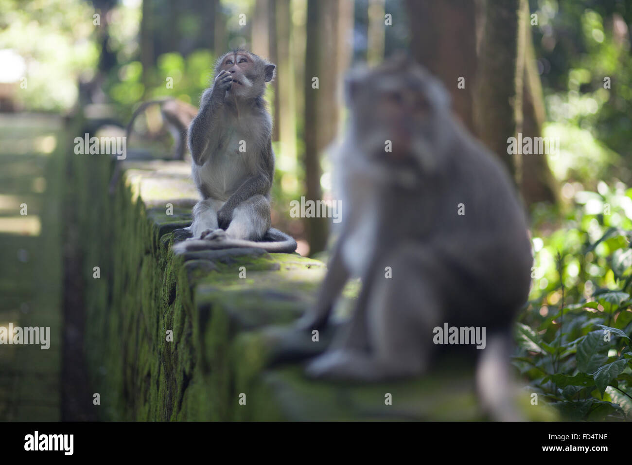 Voller affe -Fotos und -Bildmaterial in hoher Auflösung – Alamy