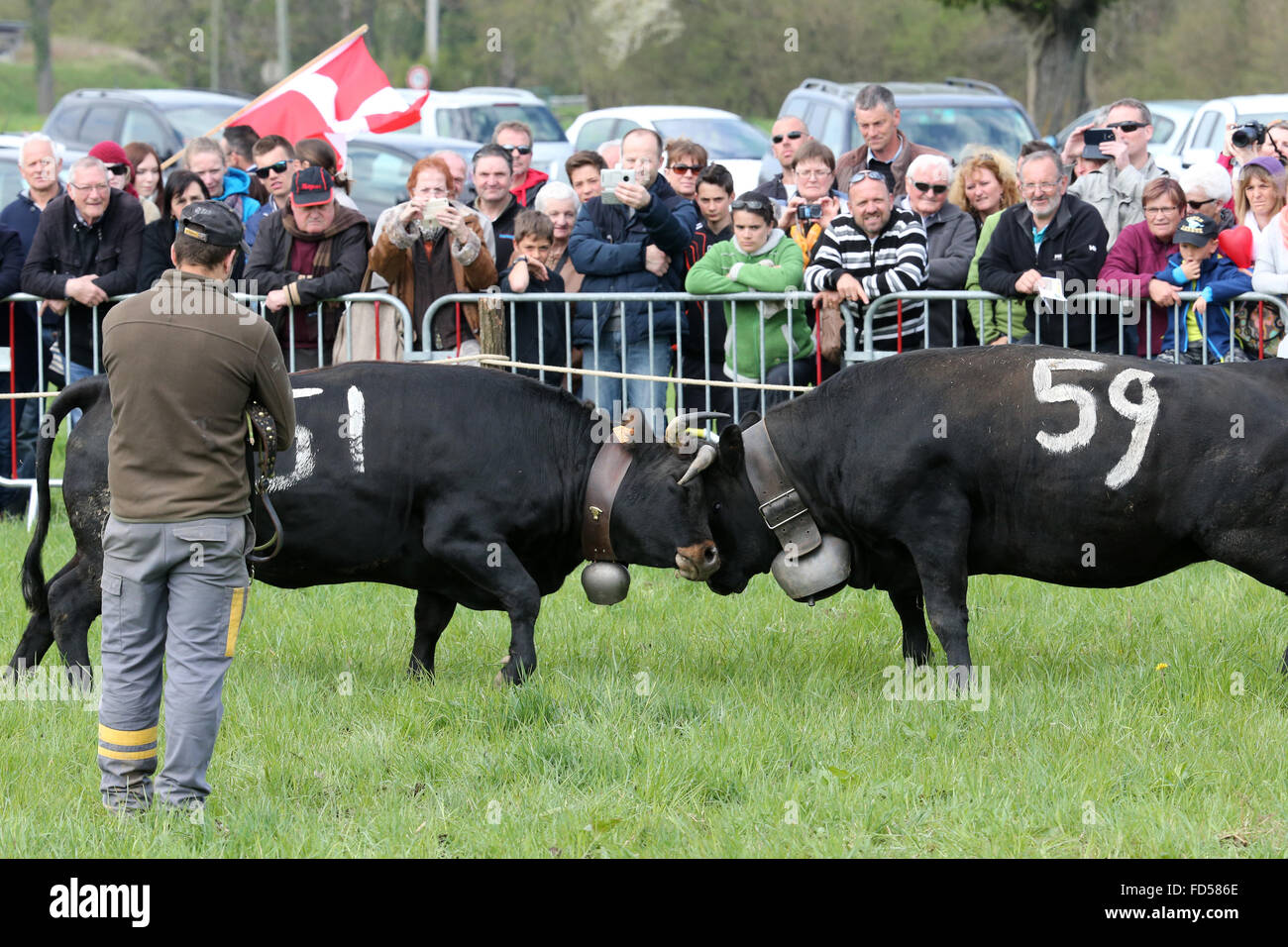 Bekämpfung von de Reines: Kuhkämpfe Festival in den französischen Alpen ...