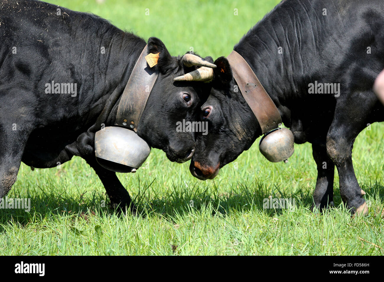 Bekämpfung von de Reines: Kuhkämpfe Festival in den französischen Alpen ...