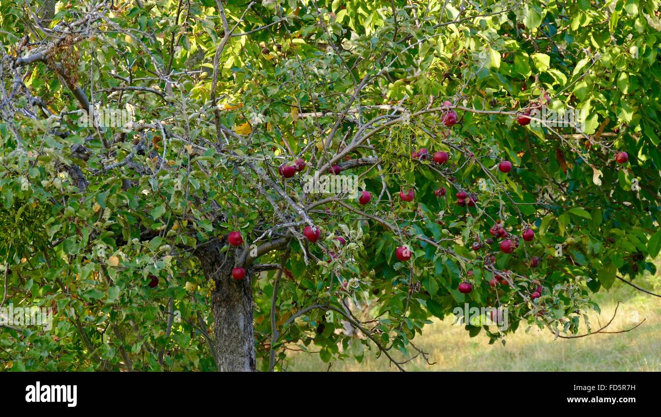 Granatapfel Baum Stockfotos und -bilder Kaufen - Alamy
