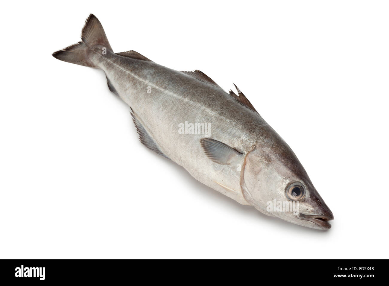 Atlantischer seelachs -Fotos und -Bildmaterial in hoher Auflösung – Alamy