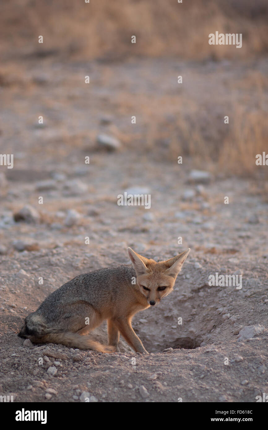 Fennek fuchs -Fotos und -Bildmaterial in hoher Auflösung – Alamy