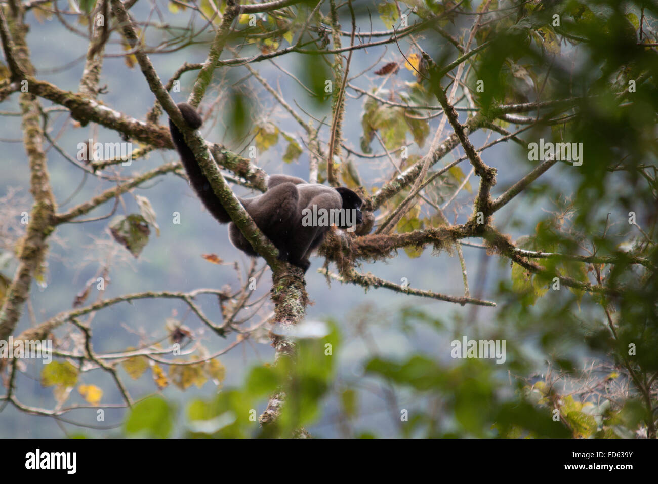 Sprung tier -Fotos und -Bildmaterial in hoher Auflösung – Alamy