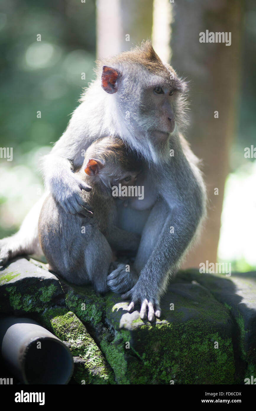 Mutter affe -Fotos und -Bildmaterial in hoher Auflösung – Alamy