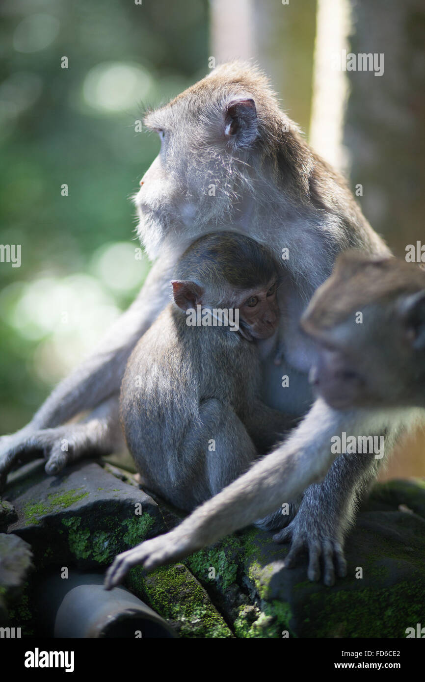 Mutter affe -Fotos und -Bildmaterial in hoher Auflösung – Alamy