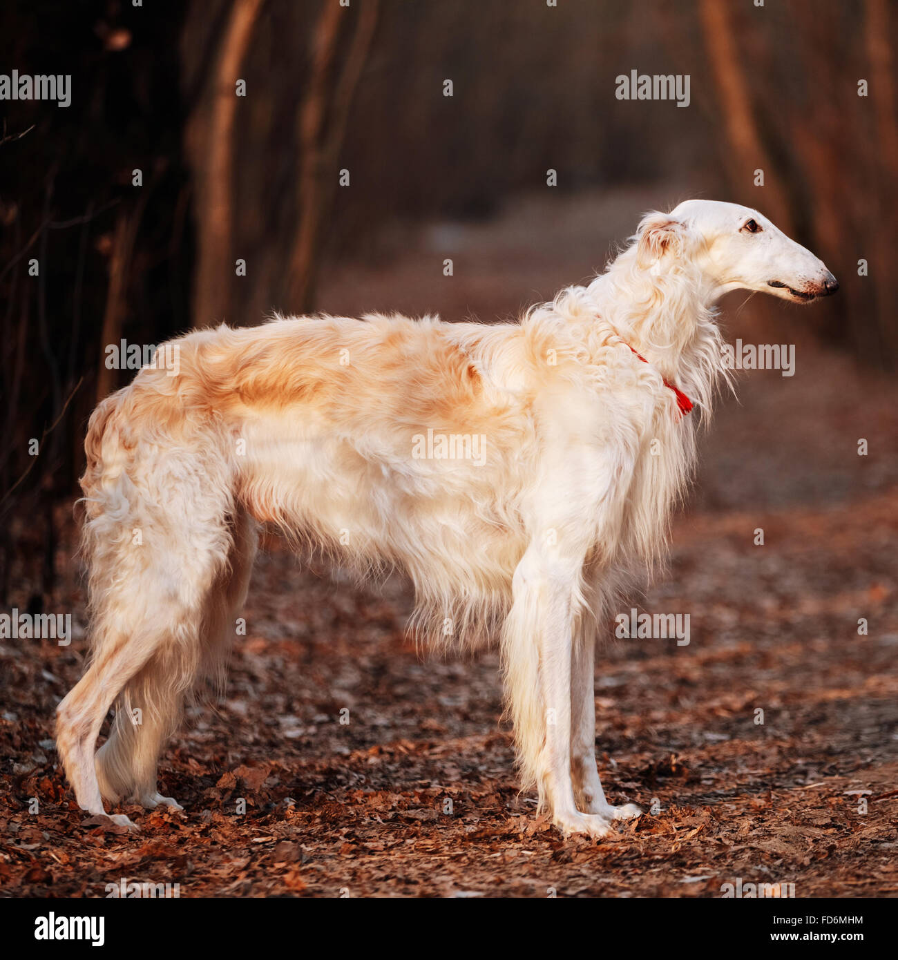 Jagd auf russische barsoi -Fotos und -Bildmaterial in hoher Auflösung ...