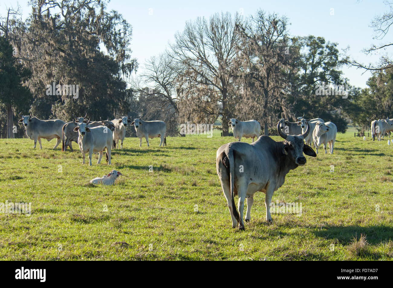 Herd of cattle -Fotos und -Bildmaterial in hoher Auflösung – Alamy