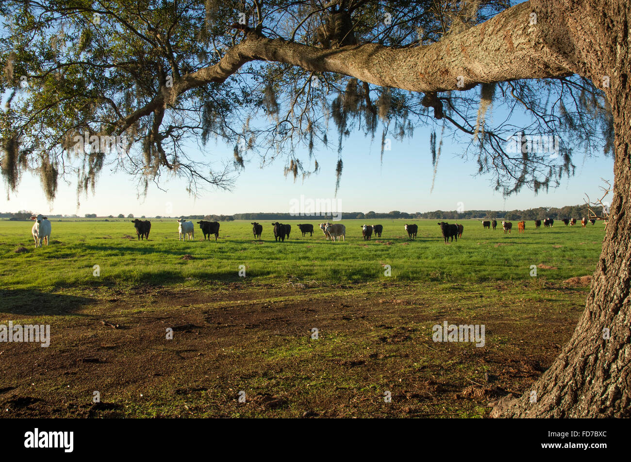 Rinder herde -Fotos und -Bildmaterial in hoher Auflösung – Alamy
