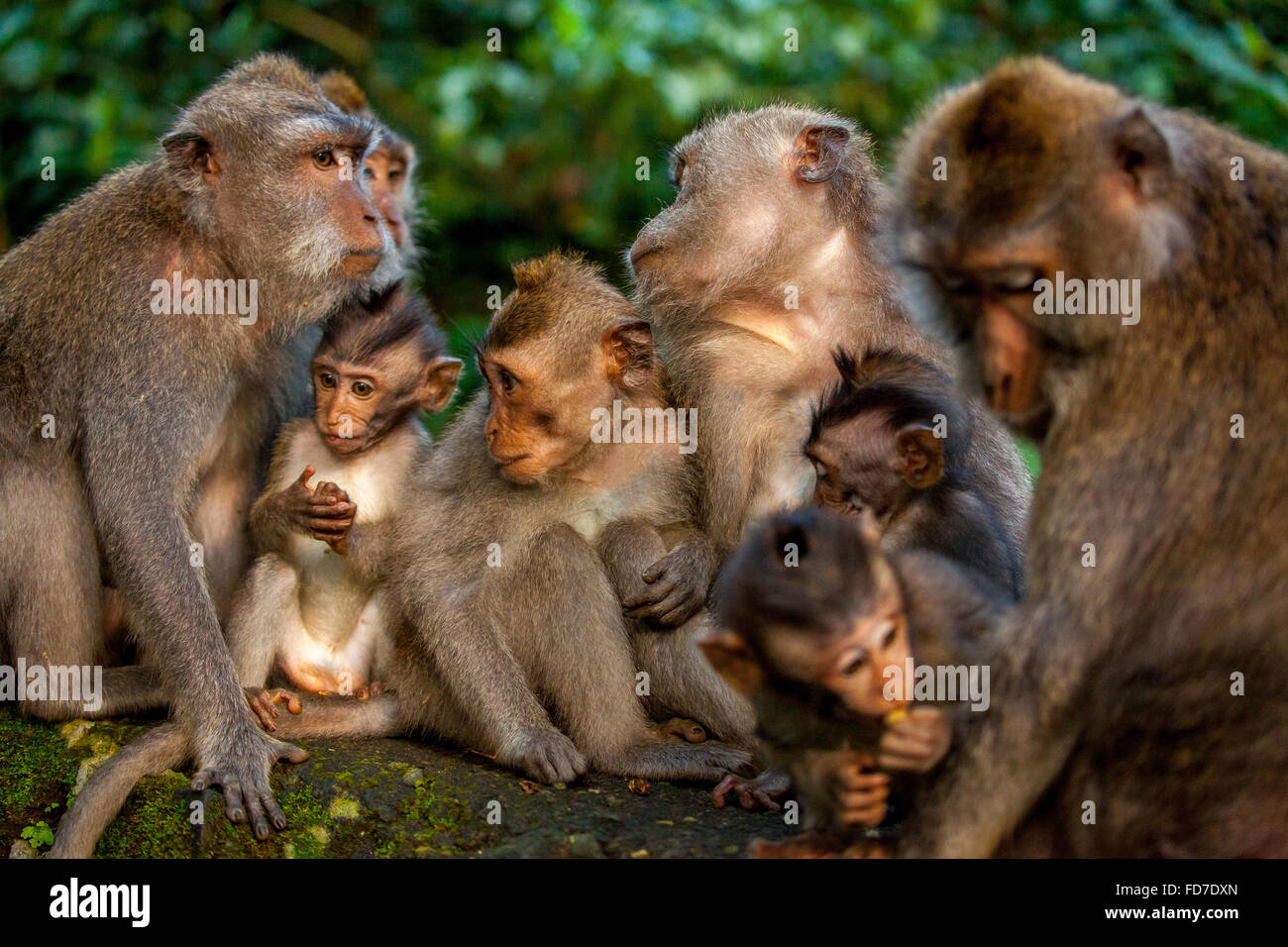 Long-tailed Macaque (Macaca Fascicularis) Affen Familie mit Babys, Baby ...