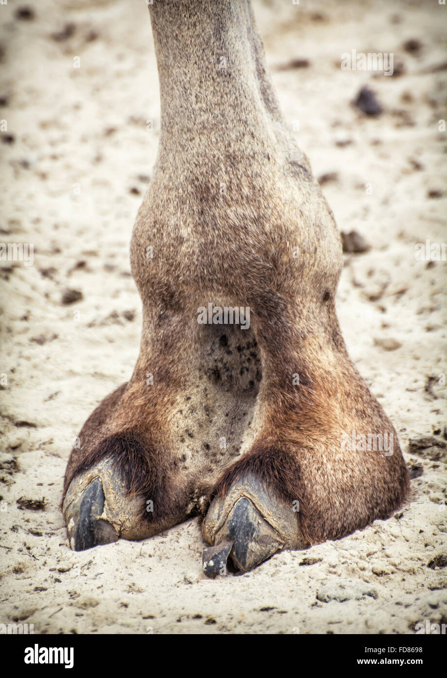 Ungulates Hoof Stockfotos & Ungulates Hoof Bilder - Alamy