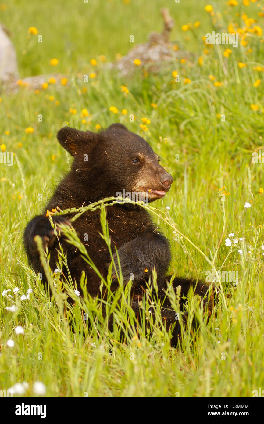 Baby bär in der wiese -Fotos und -Bildmaterial in hoher Auflösung – Alamy