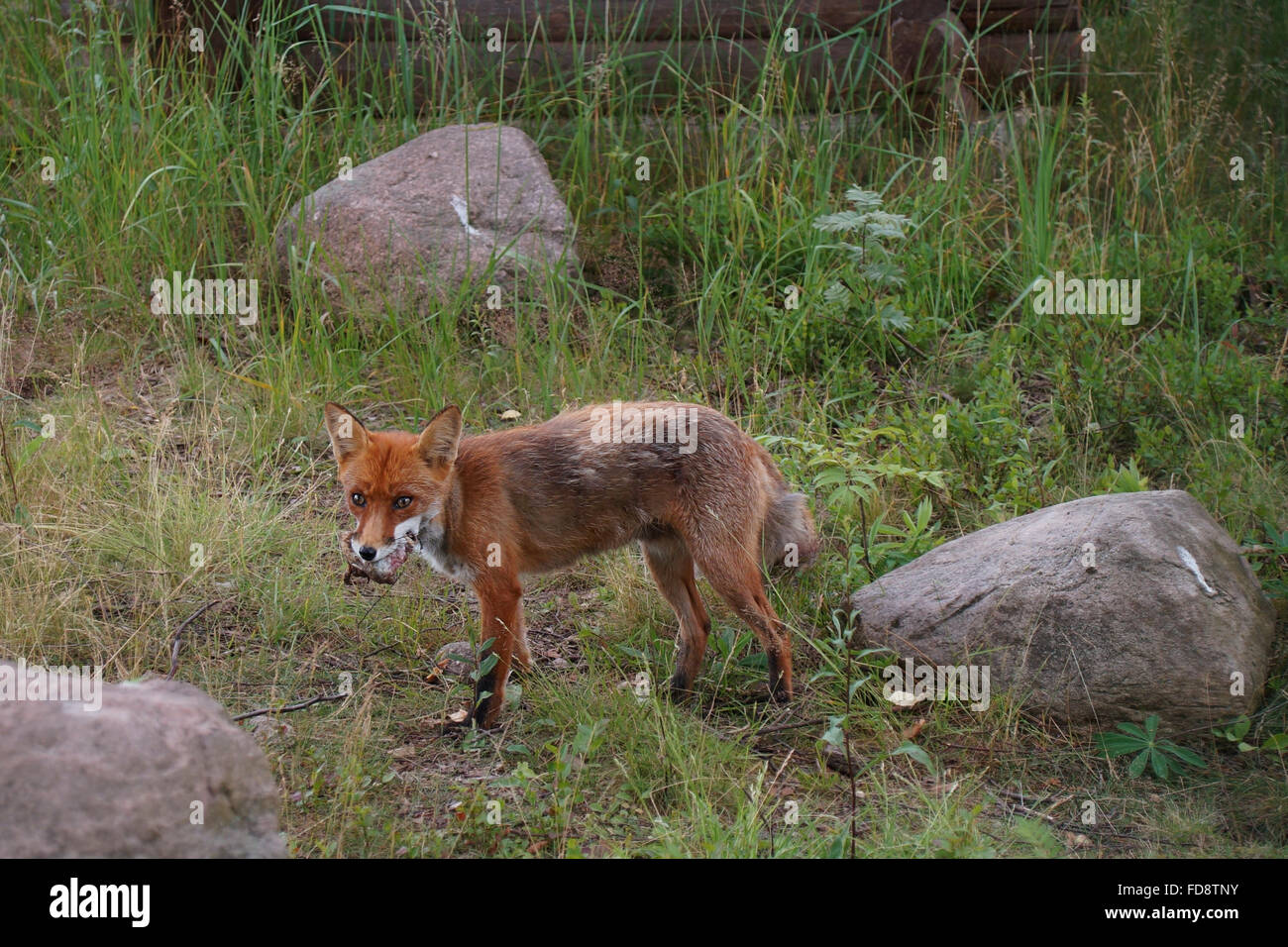 Fuchs mit beute -Fotos und -Bildmaterial in hoher Auflösung – Alamy