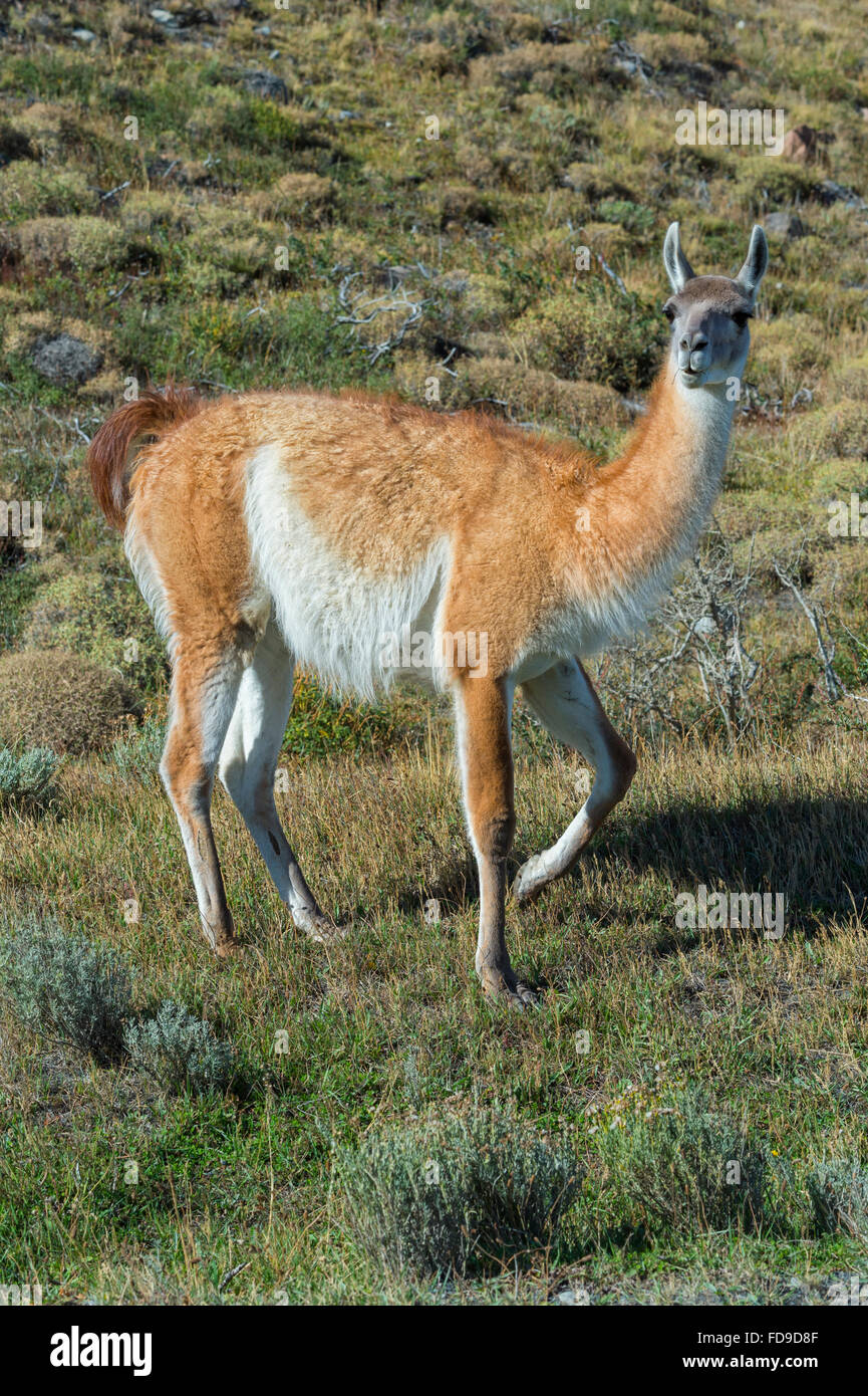 Guanako (Lama Guanicoe), Torres del Paine Nationalpark, chilenischen ...
