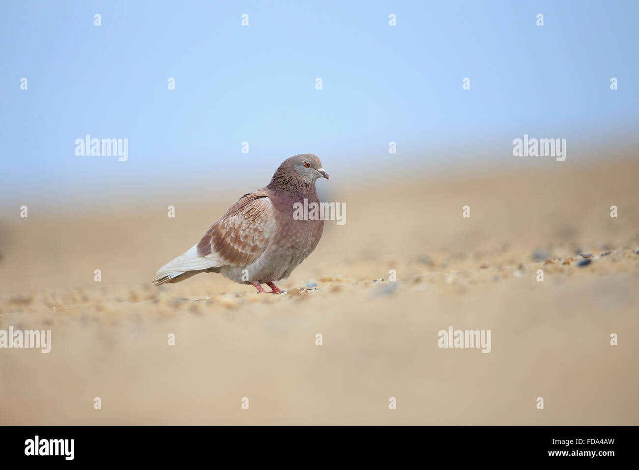 Wilde Taube aka Felsentaube (Columba Livia Stockfotografie - Alamy