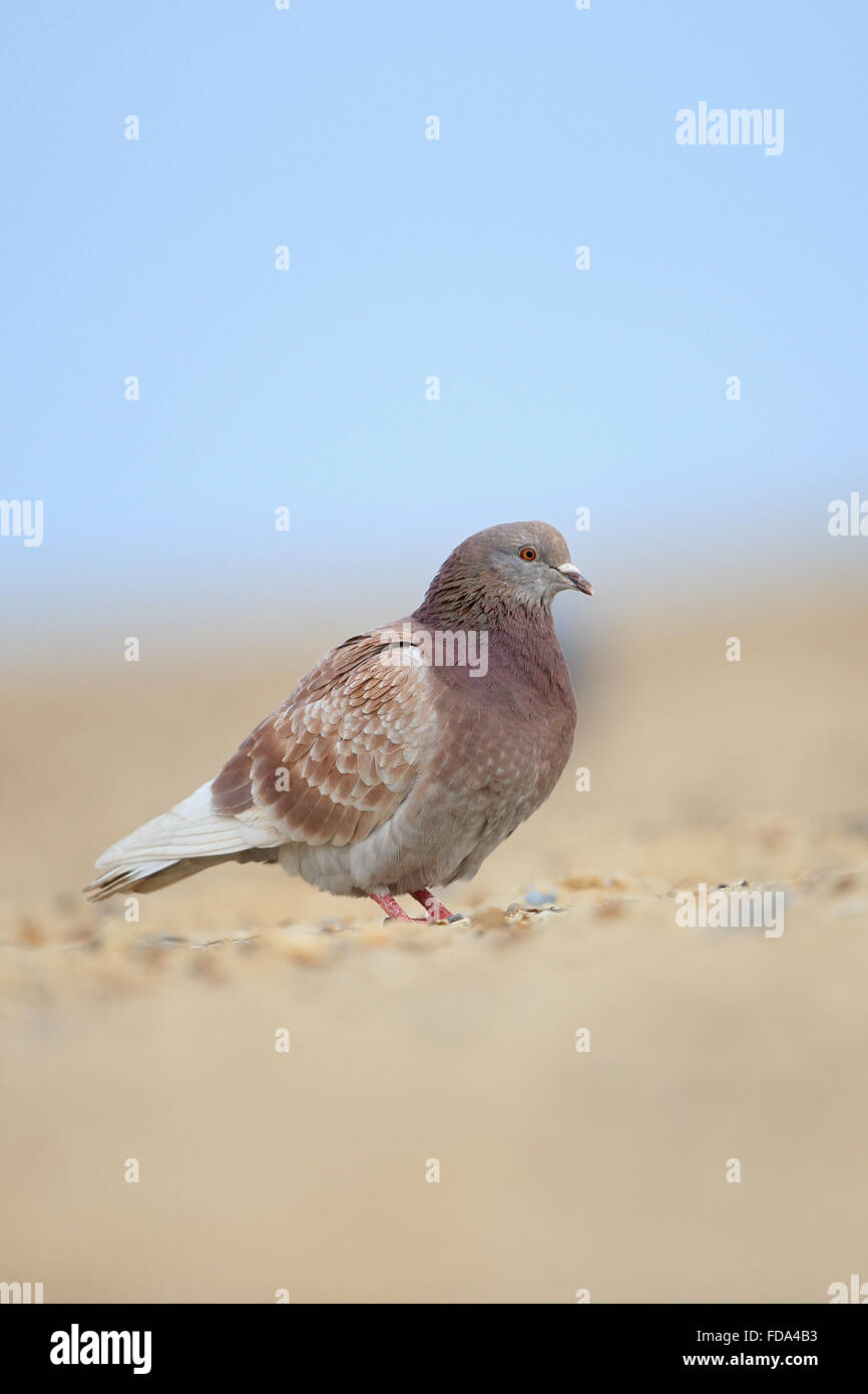 Wilde Taube aka Felsentaube (Columba Livia Stockfotografie - Alamy
