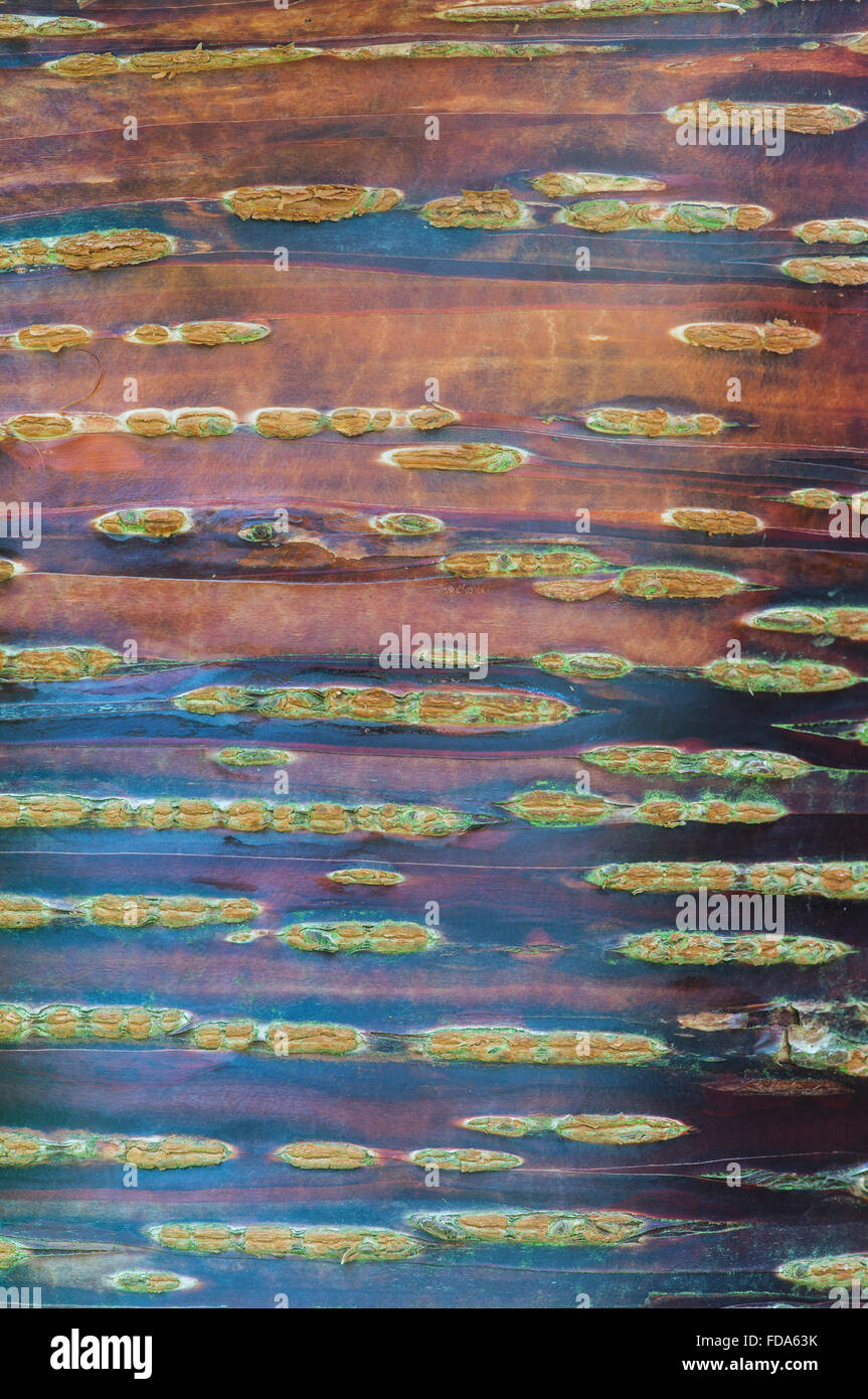 Schälen der kirschbaumrinde -Fotos und -Bildmaterial in hoher Auflösung ...