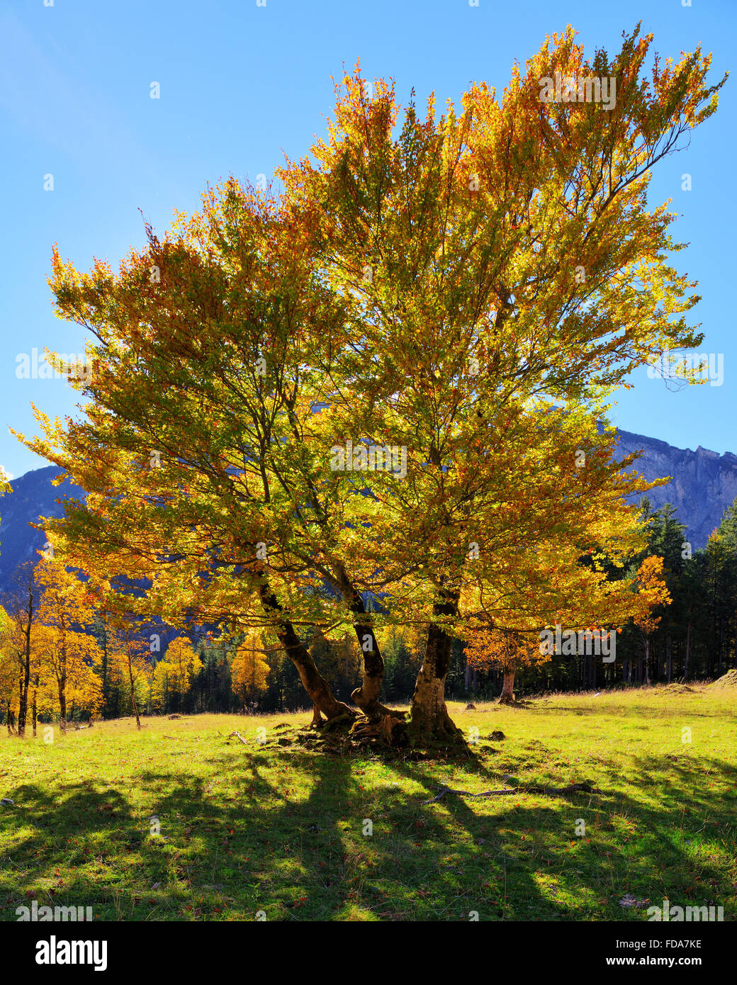 österreich buchenbaum herbst -Fotos und -Bildmaterial in hoher ...