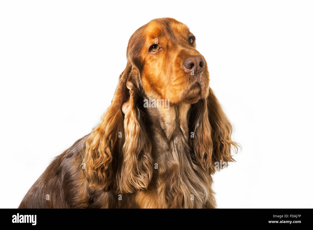 Weißer hund spaniel -Fotos und -Bildmaterial in hoher Auflösung – Alamy