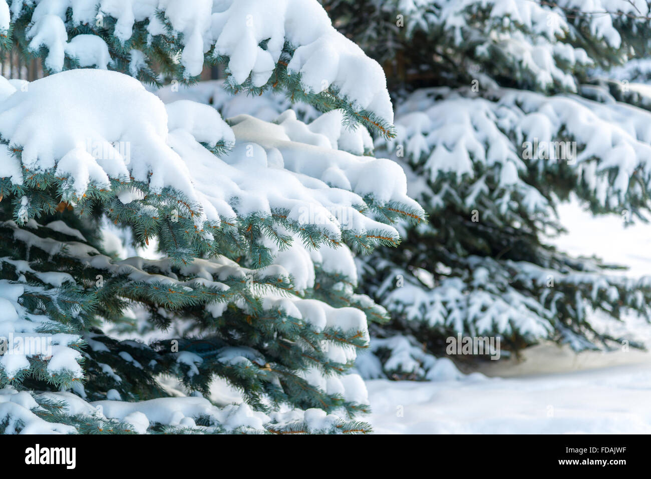 Nadelbaum wald winter -Fotos und -Bildmaterial in hoher Auflösung – Alamy