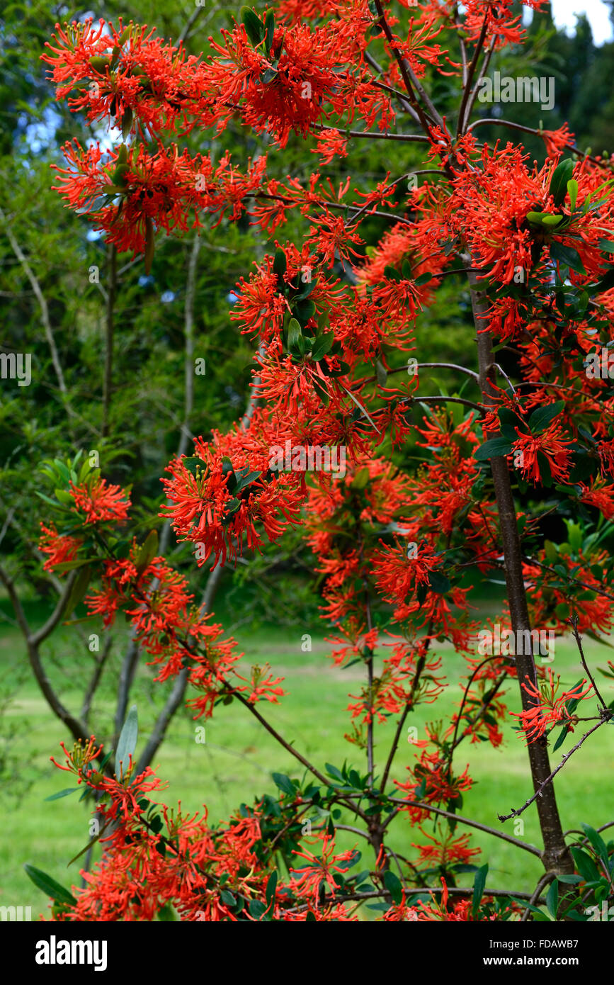Embothrium Coccineum Chliean Feuer Busch rot orange Blumen Blume Blüte ...