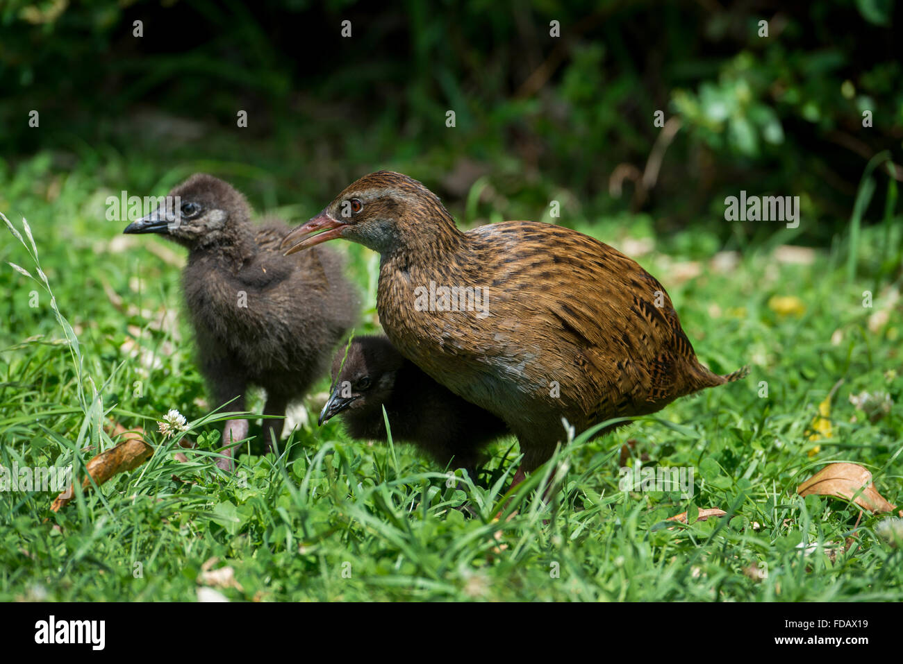 Neuseeland, Marlborough Sounds, Queen Charlotte Sound, Ship Cove. WEKA ...