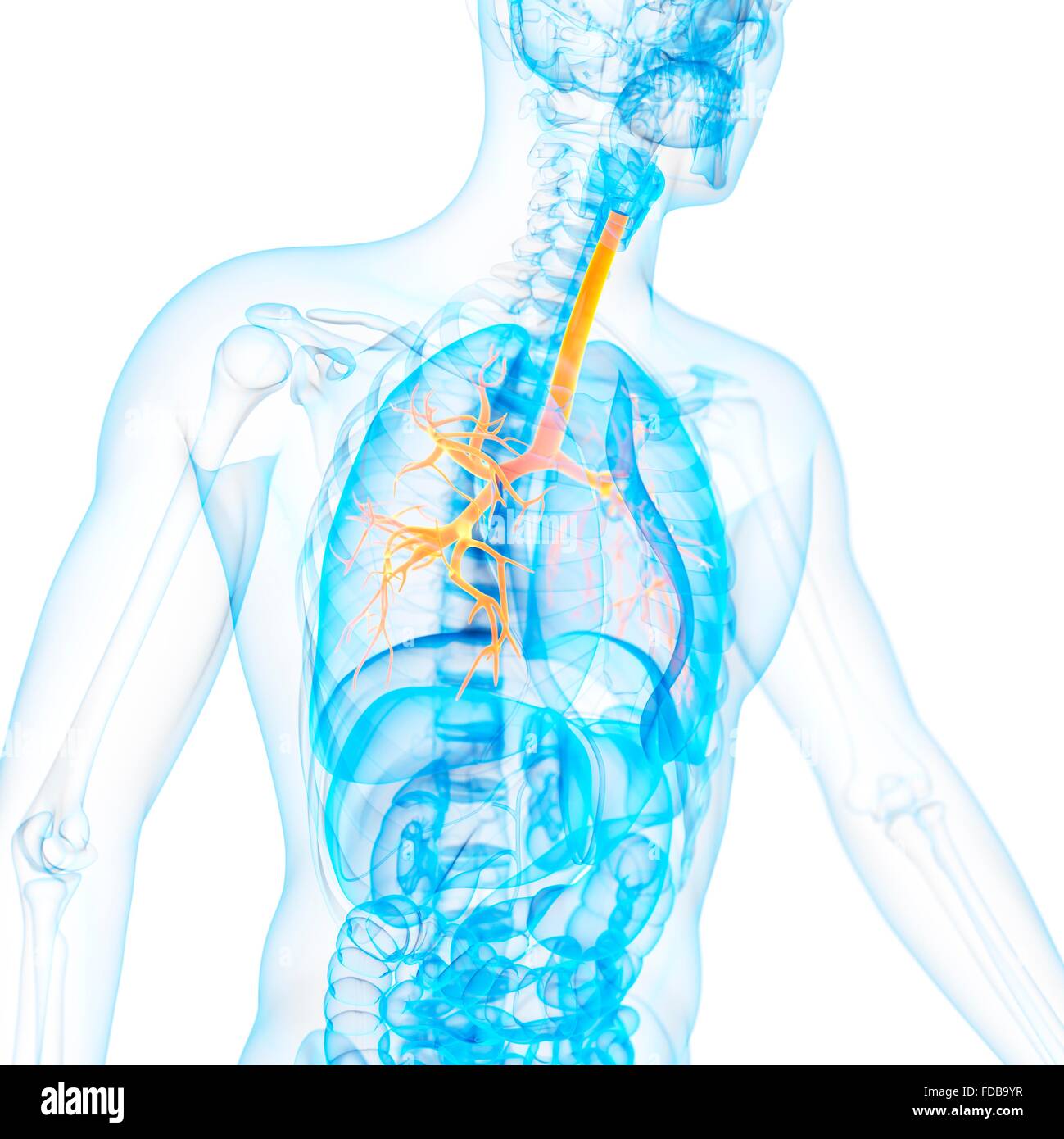 Menschlichen Bronchien, Abbildung Stockfotografie - Alamy