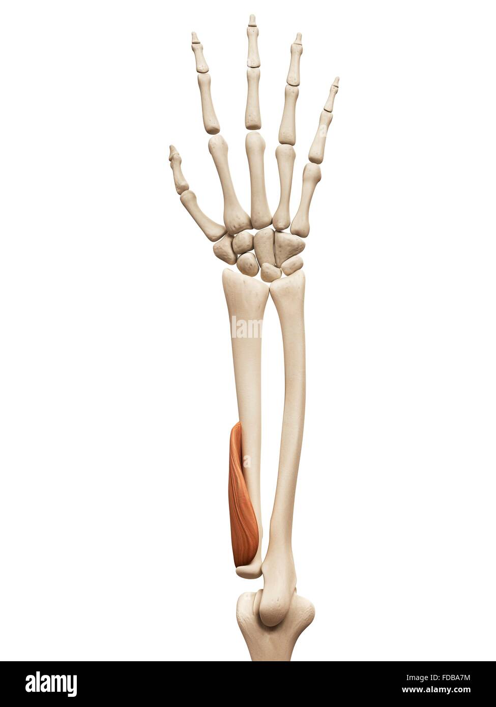 Menschlicher Arm Muskel (Supinator), Illustration Stockfotografie - Alamy