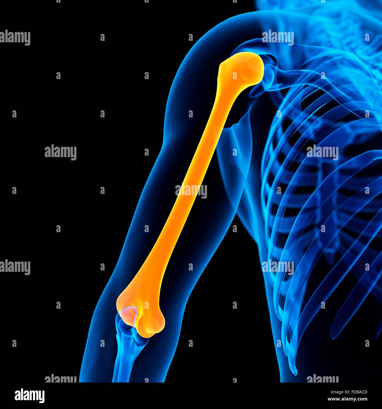 Menschlicher Humerus (Arm) Knochen, Abbildung Stockfotografie - Alamy