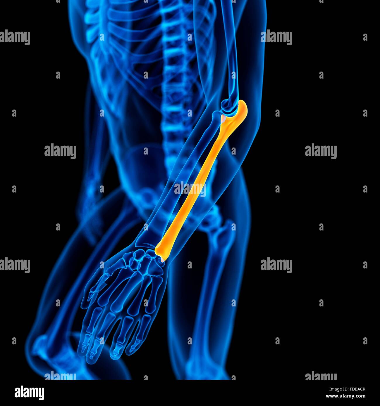 Unterarm knochen anatomie -Fotos und -Bildmaterial in hoher Auflösung ...