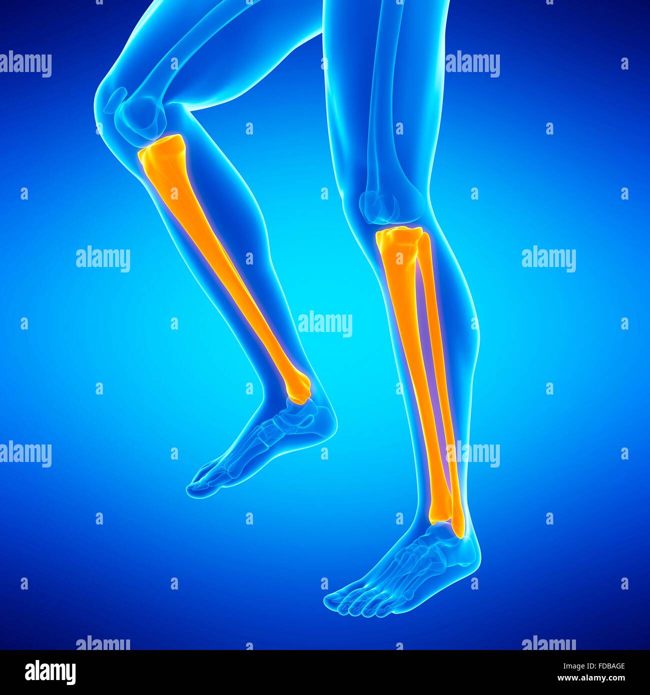 Lower Leg Bones Stockfotos und -bilder Kaufen - Alamy
