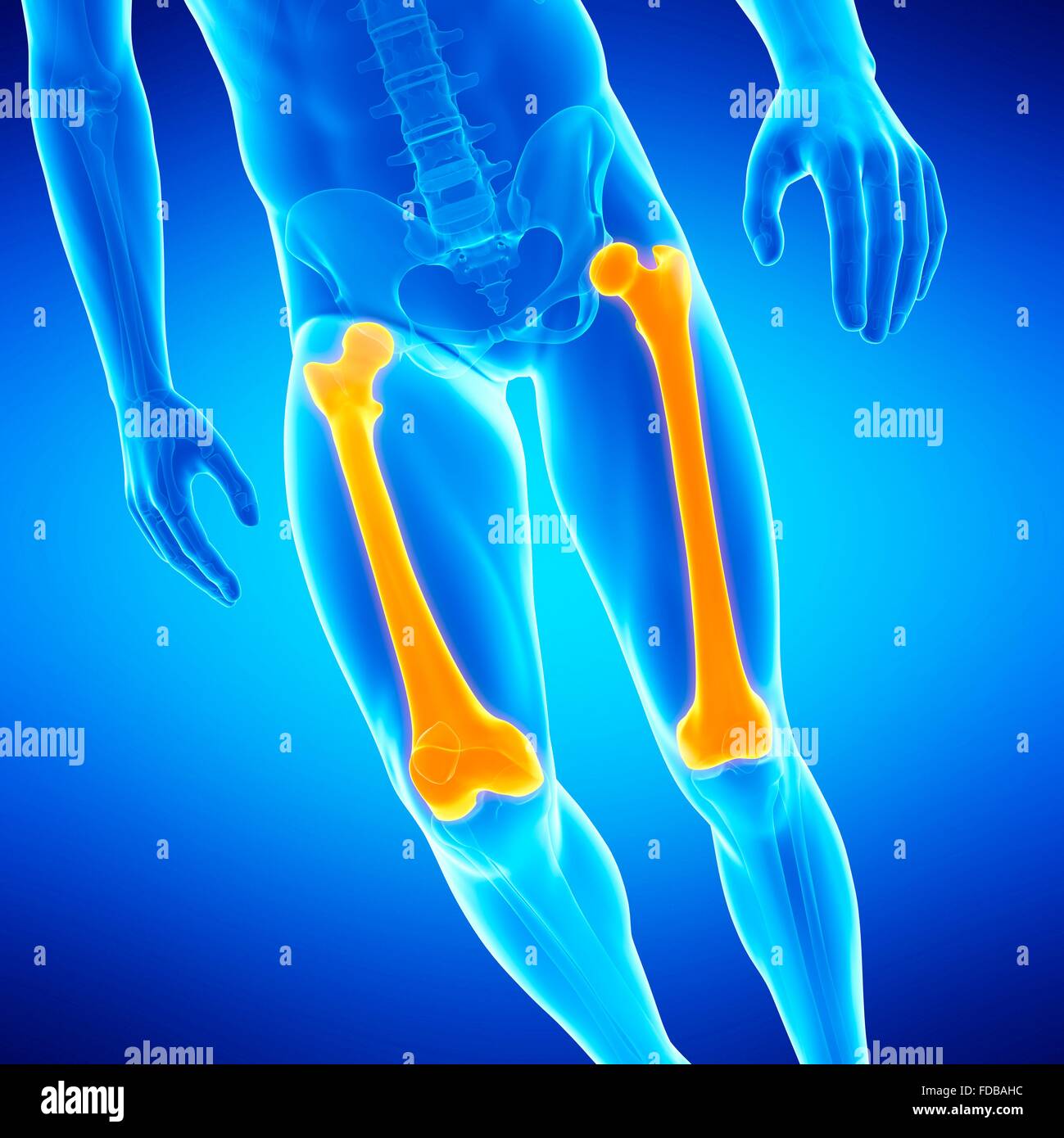 Knochen der menschlichen Femur (Oberschenkel), Illustration ...