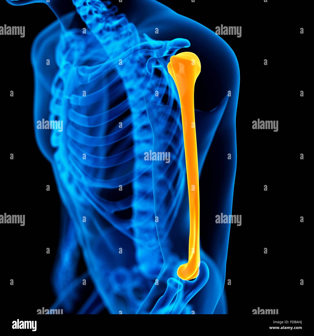 Upper arm bone -Fotos und -Bildmaterial in hoher Auflösung – Alamy