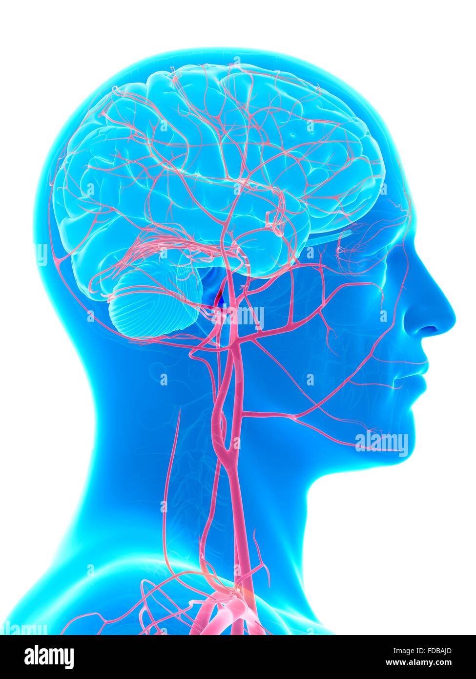 Abbildung der anatomie der gehirnarterien -Fotos und -Bildmaterial in ...