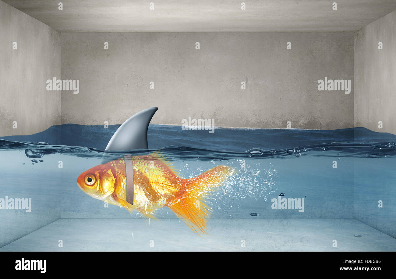 Kleine Goldfische im Wasser tragen Haifischflosse, Räuber zu ...