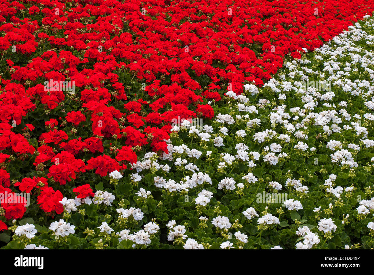 Ist die nationalblume von polen -Fotos und -Bildmaterial in hoher ...
