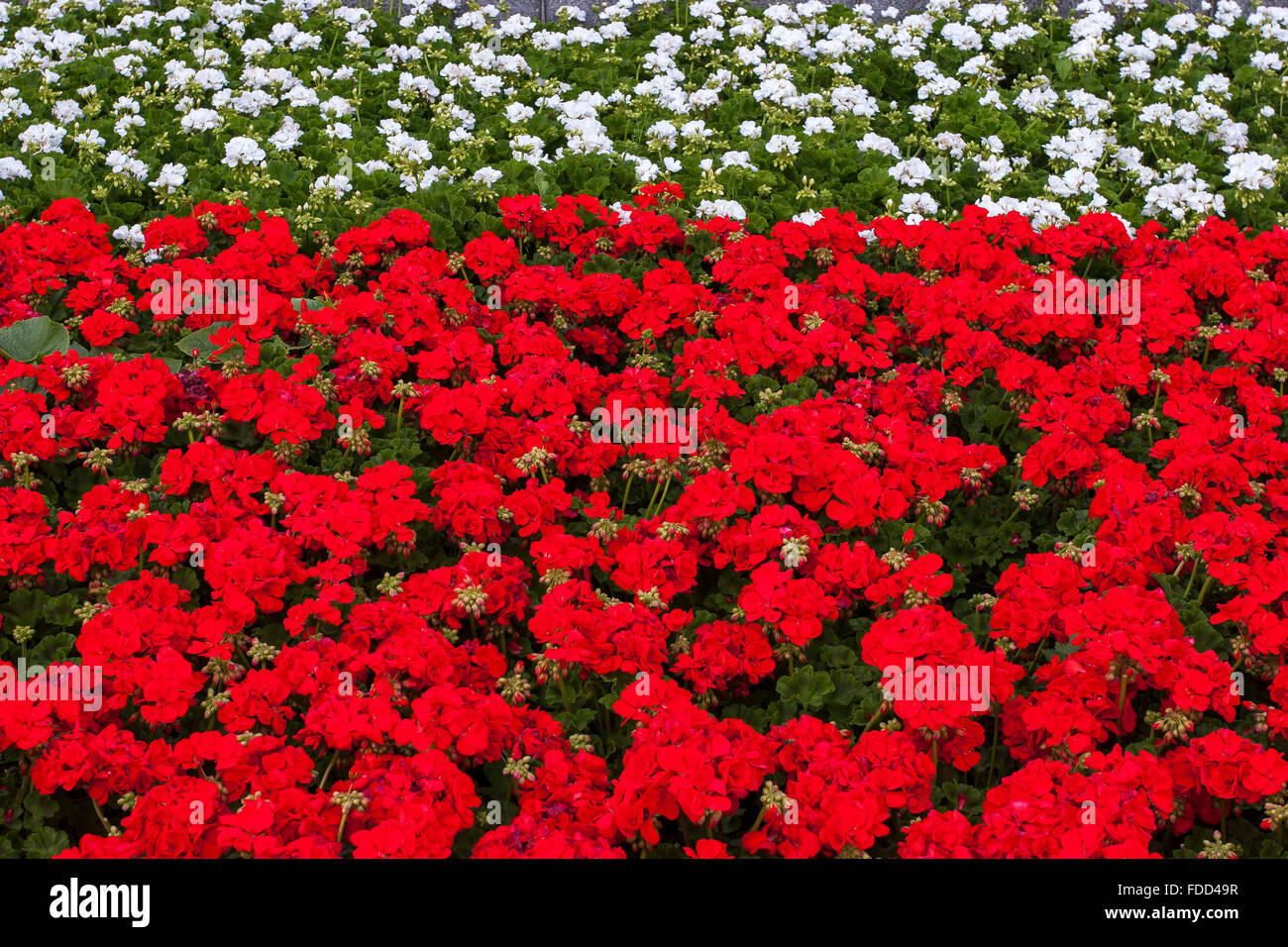 Ist die nationalblume von polen -Fotos und -Bildmaterial in hoher ...