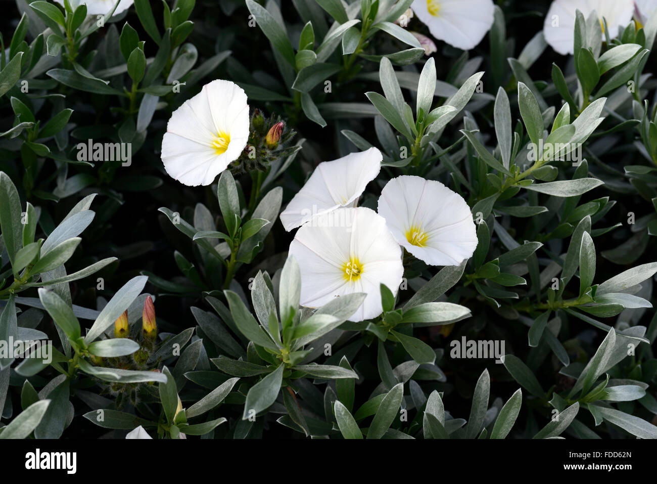 Convolvulus Cneorum weiße Blume Blumen Zier Ackerwinde Silber Laub ...