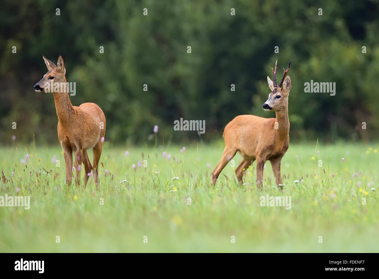 Hirsch reh -Fotos und -Bildmaterial in hoher Auflösung – Alamy